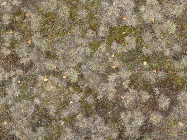 mixed dry grass texture 0030 - Texturelib