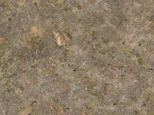grass textures - Texturelib
