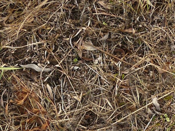 dry long grass 0035 - Texturelib