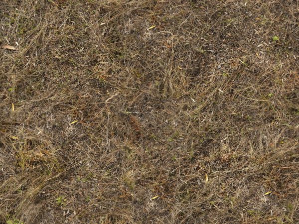 dry long grass 0035 - Texturelib