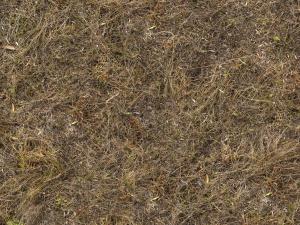 grass textures - Texturelib