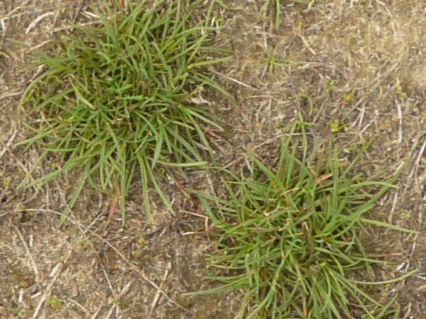 random grass texture 0037 - Texturelib