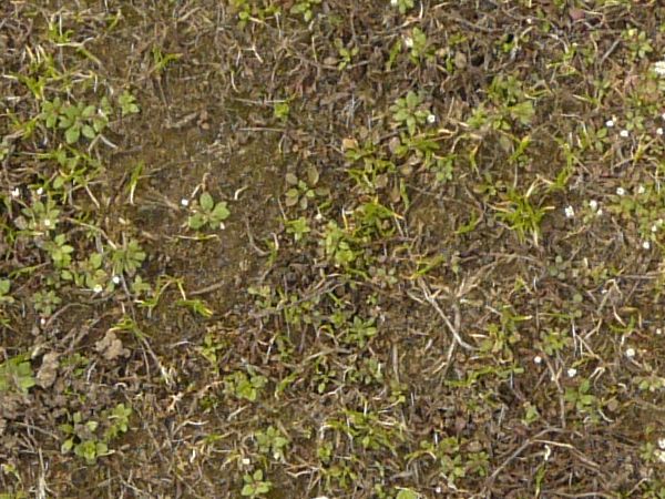 random grass texture 0039 - Texturelib