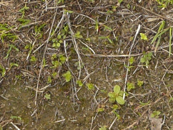 random grass texture 0039 - Texturelib