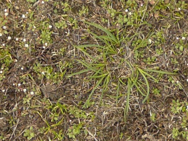 random grass texture 0039 - Texturelib