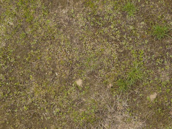 random grass texture 0039 - Texturelib