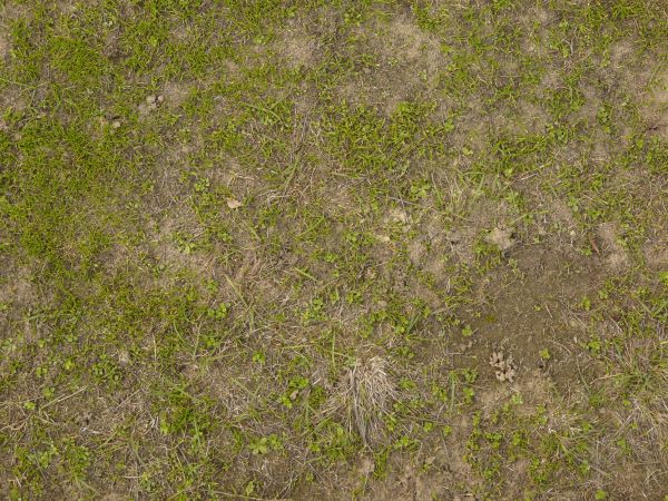 sporadic grass texture 0040 - Texturelib