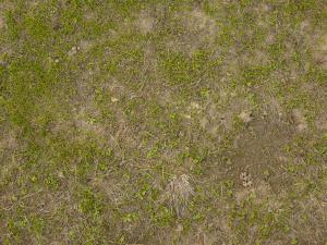 grass textures - Texturelib