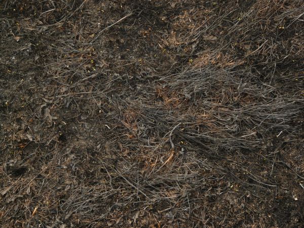 scorched grass texture 0042 - Texturelib