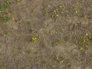 grass textures - Texturelib