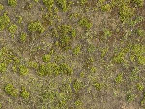 grass textures - Texturelib