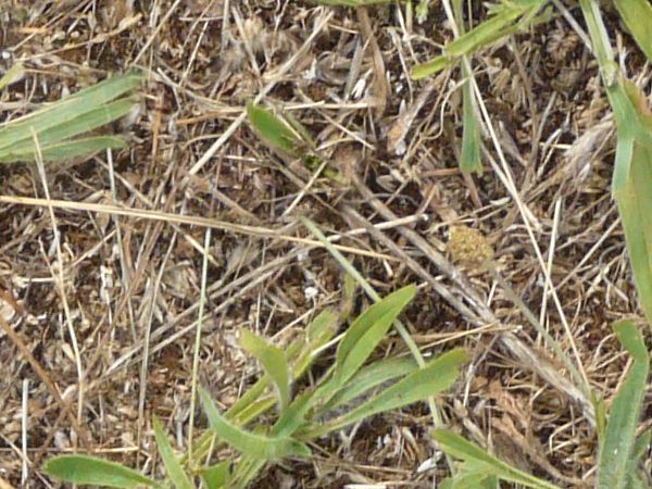 dry ground texture 0057 - Texturelib