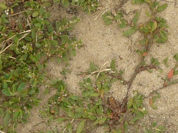 sandy ground texture 0059 - Texturelib