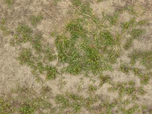 grass textures - Texturelib