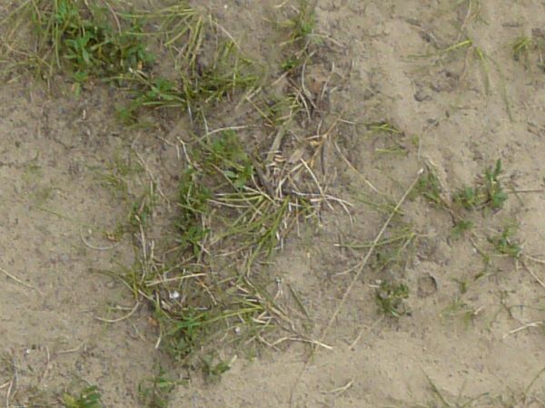 sandy grass texture 0064 - Texturelib