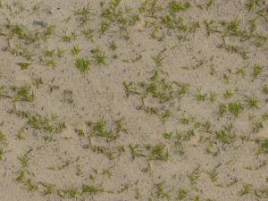 grass textures - Texturelib