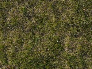 grass textures - Texturelib