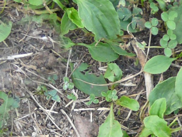 plant texture 0067 - Texturelib