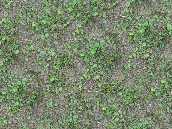 plant texture 0067 - Texturelib