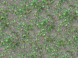 grass textures - Texturelib