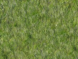 grass textures - Texturelib