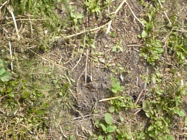 ground texture 0069 - Texturelib
