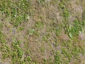grass textures - Texturelib