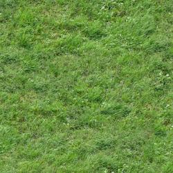 grass textures - Texturelib