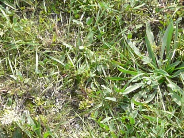 mixed ground texture 0074 - Texturelib