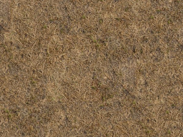 dry grass texture 0077 - Texturelib