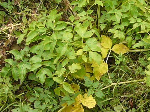 mixed ground texture 0078 - Texturelib