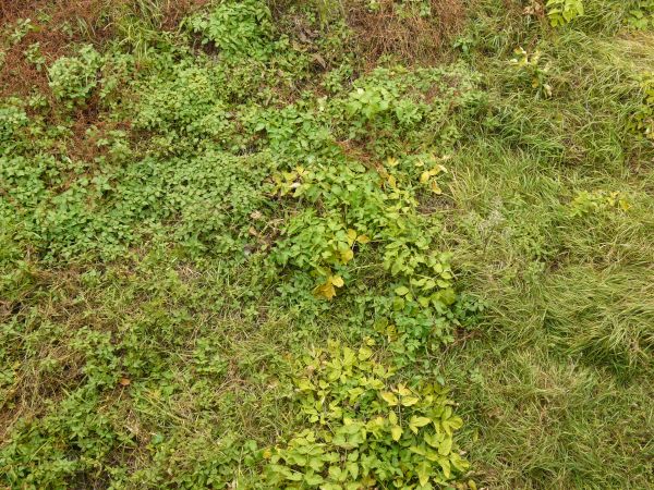 mixed ground texture 0078 - Texturelib