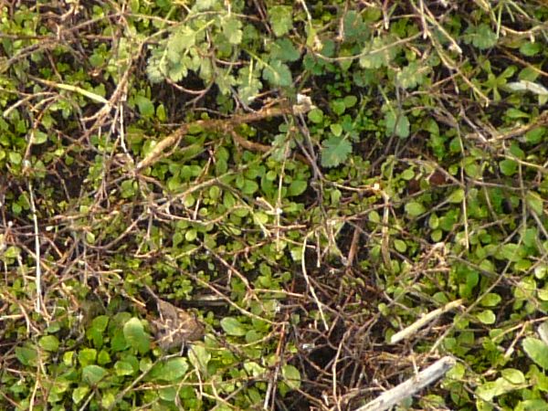 rough ground texture 0081 - Texturelib