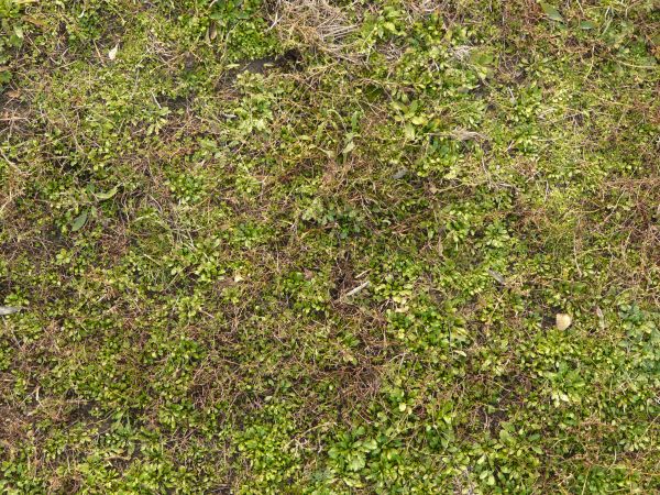 rough ground texture 0081 - Texturelib