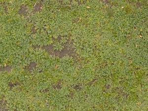 grass textures - Texturelib