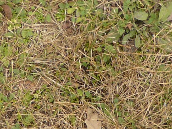 rough grass texture 0085 - Texturelib