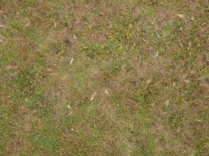 grass textures - Texturelib