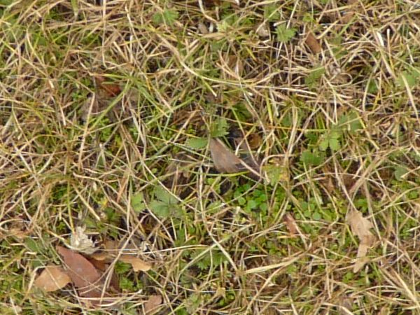 rough grass texture 0085 - Texturelib