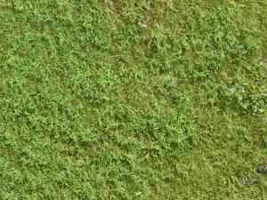 grass textures - Texturelib