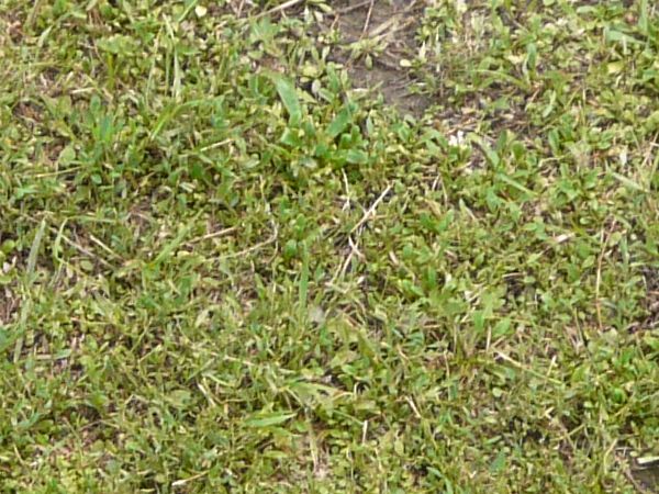 short grass with dirt 0098 - Texturelib