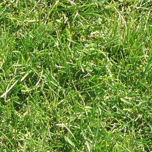 full long grass texture 0099 - Texturelib