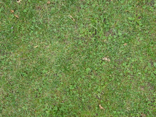 mixed green grass texture 0105 - Texturelib