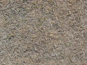 grass textures - Texturelib