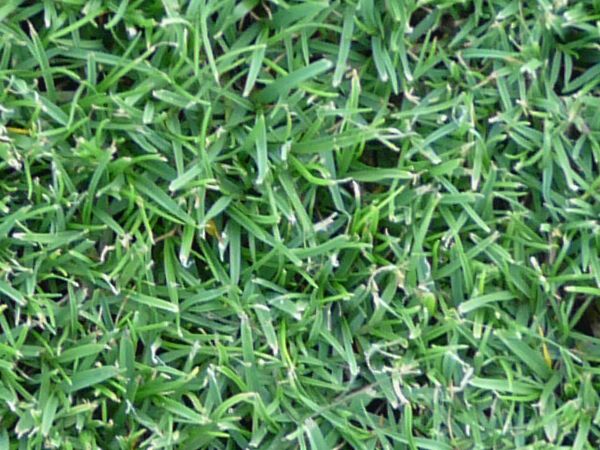 long green grass texture 0110 - Texturelib