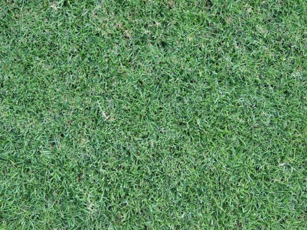 long green grass texture 0110 - Texturelib