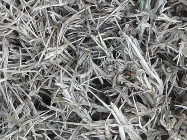 long dry grass texture 0111 - Texturelib