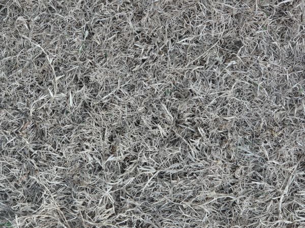 long dry grass texture 0111 - Texturelib