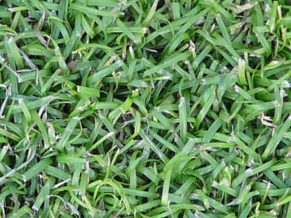 long consistent grass texture 0112 - Texturelib