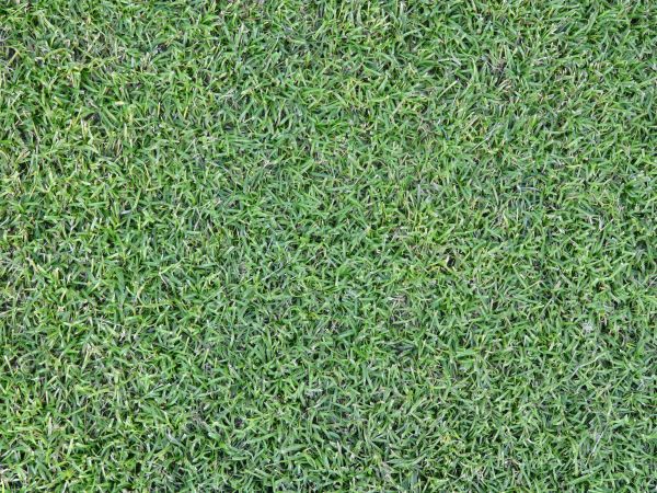long consistent grass texture 0112 - Texturelib