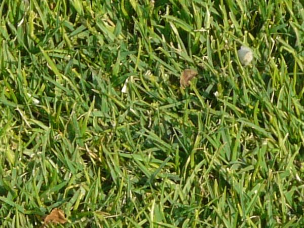 full green turf texture 0115 - Texturelib